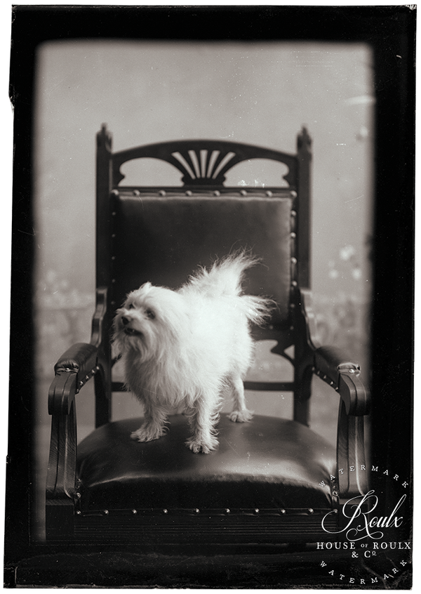 Harry Houdini - Limited Edition, Modern Archival Print - House of Roulx